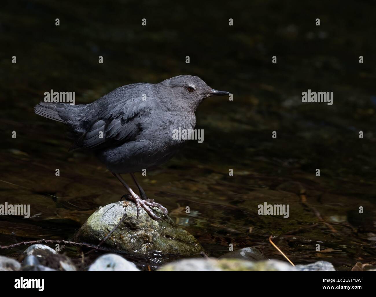 British aquatic songbird hi-res stock photography and images - Alamy