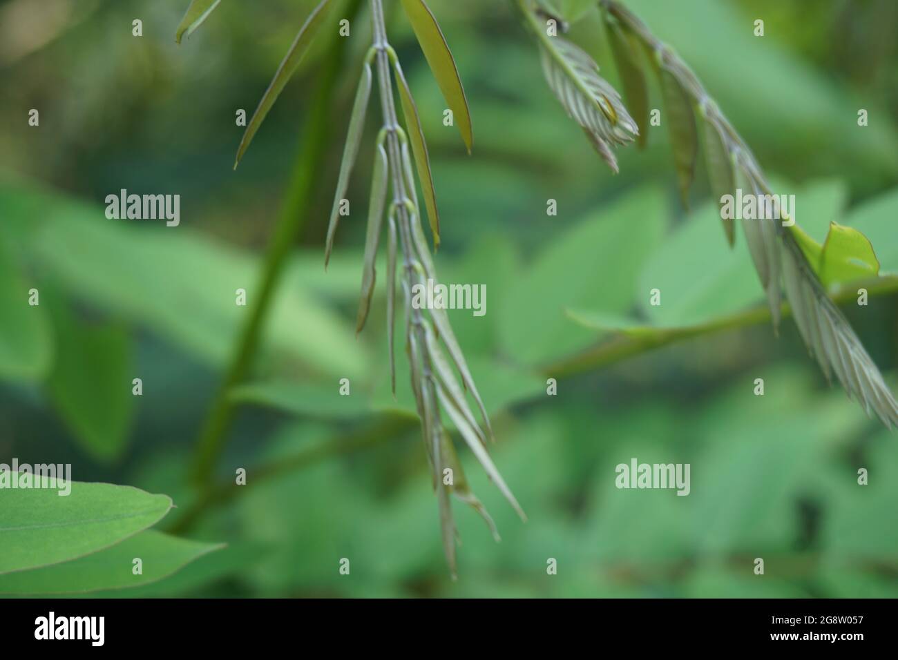Senna siamea (Also known as Siamese cassia, kassod tree, cassod tree ...