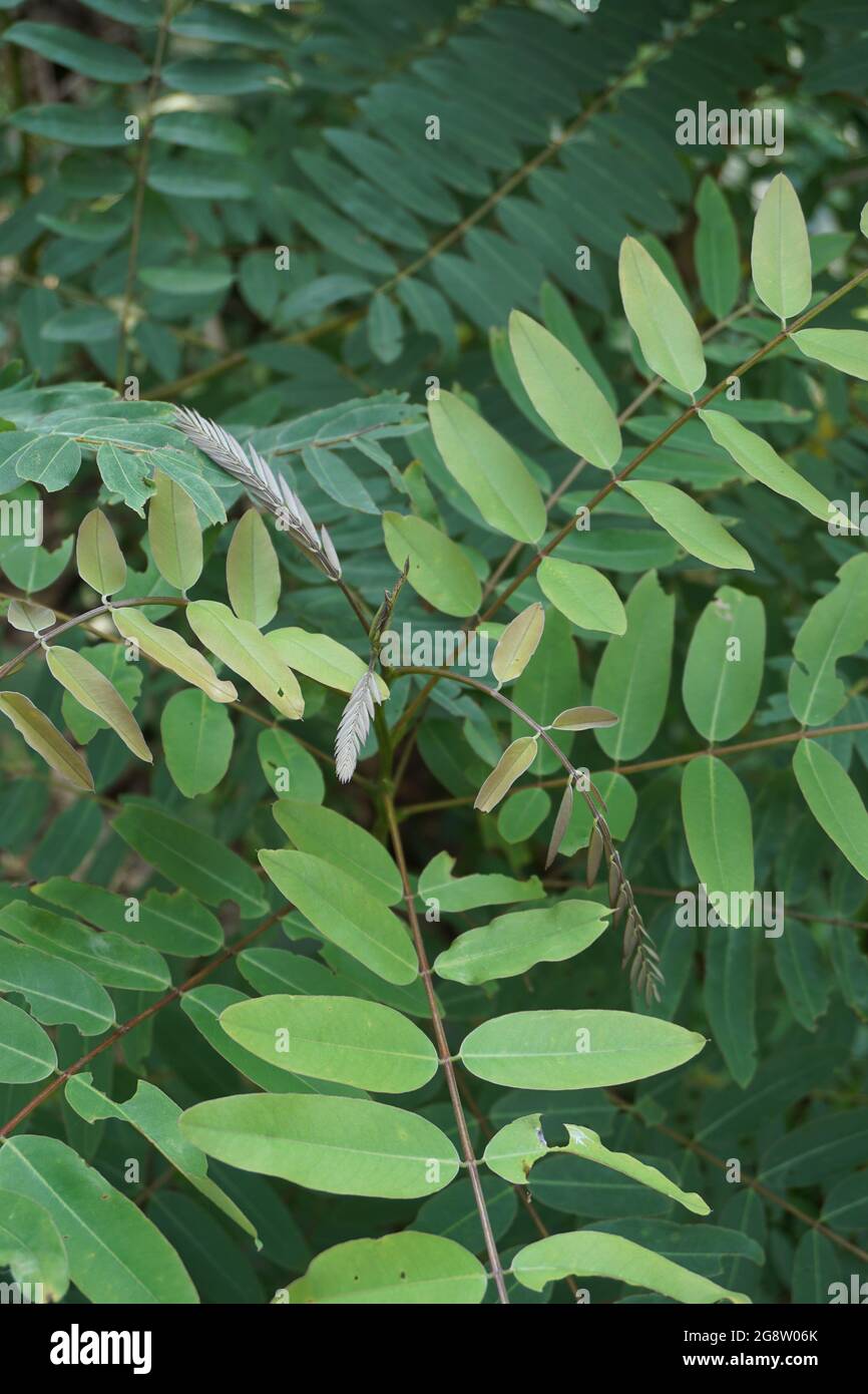 Senna siamea (Also known as Siamese cassia, kassod tree, cassod tree ...