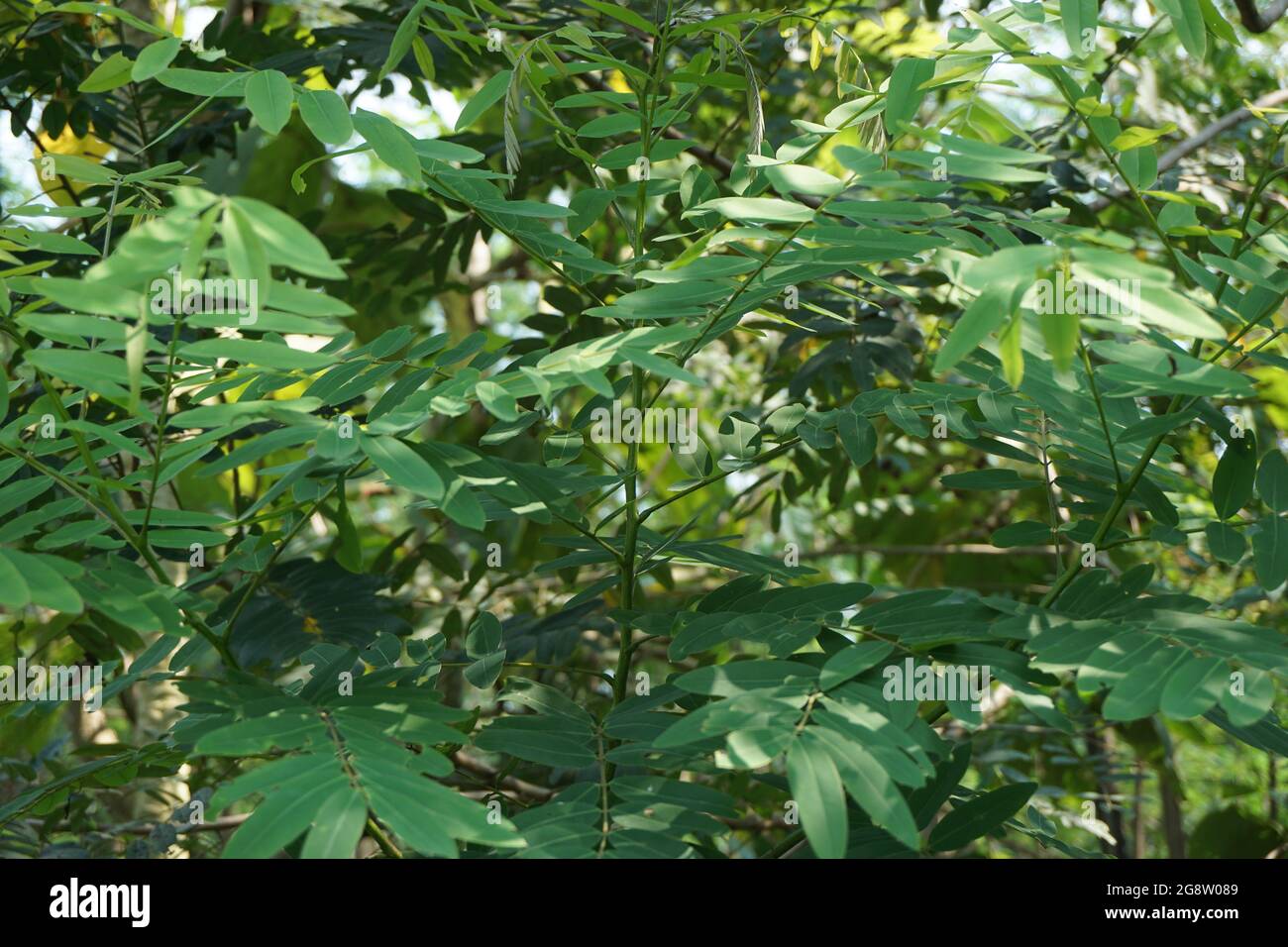 Senna siamea (Also known as Siamese cassia, kassod tree, cassod tree ...