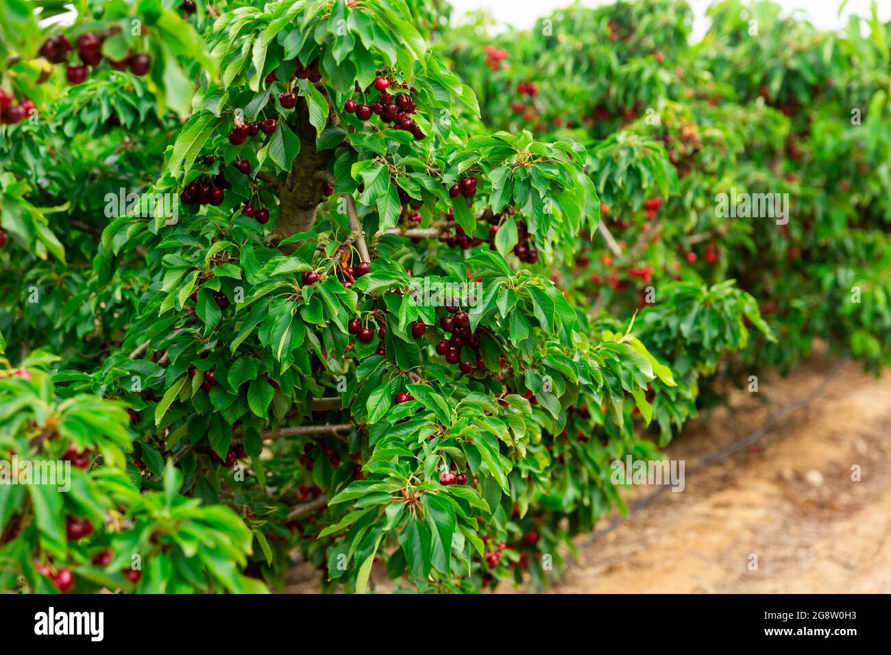 Image of a cherry cluster on a branch Stock Photo - Alamy