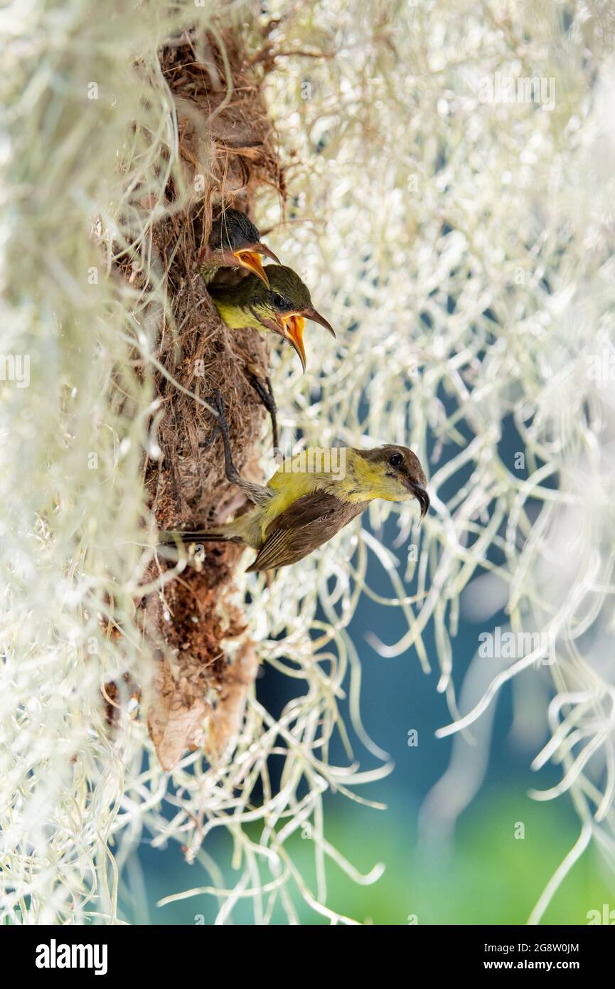 Olive-backed sunbird feeding its babies Stock Photo - Alamy