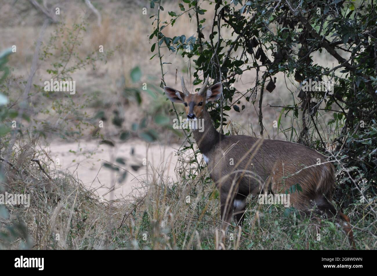 Bushbuck antelope hi-res stock photography and images - Alamy