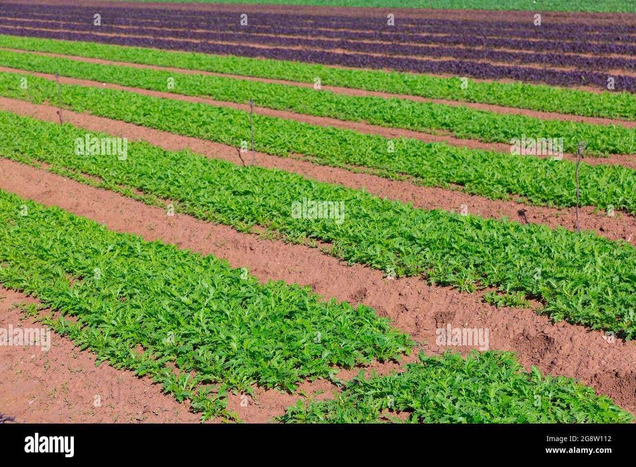 Farm field planted with arugula Stock Photo - Alamy