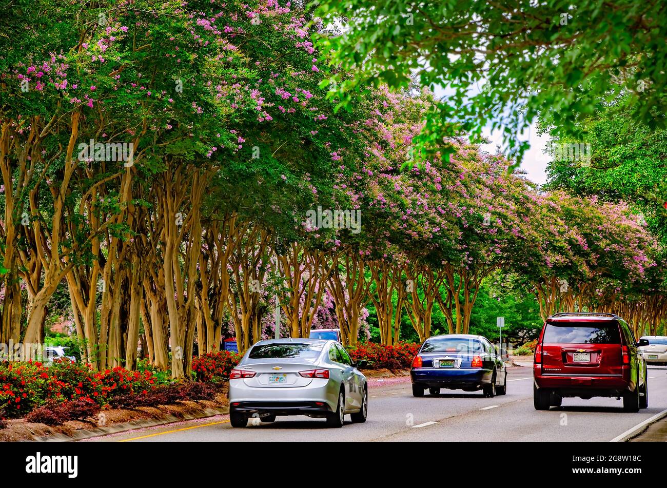 Row of crape myrtles hi-res stock photography and images - Alamy