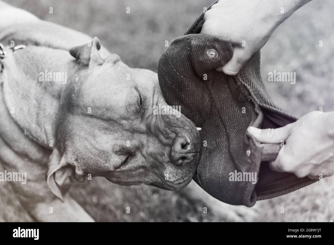 Pitbull dog attack hi-res stock photography and images - Alamy