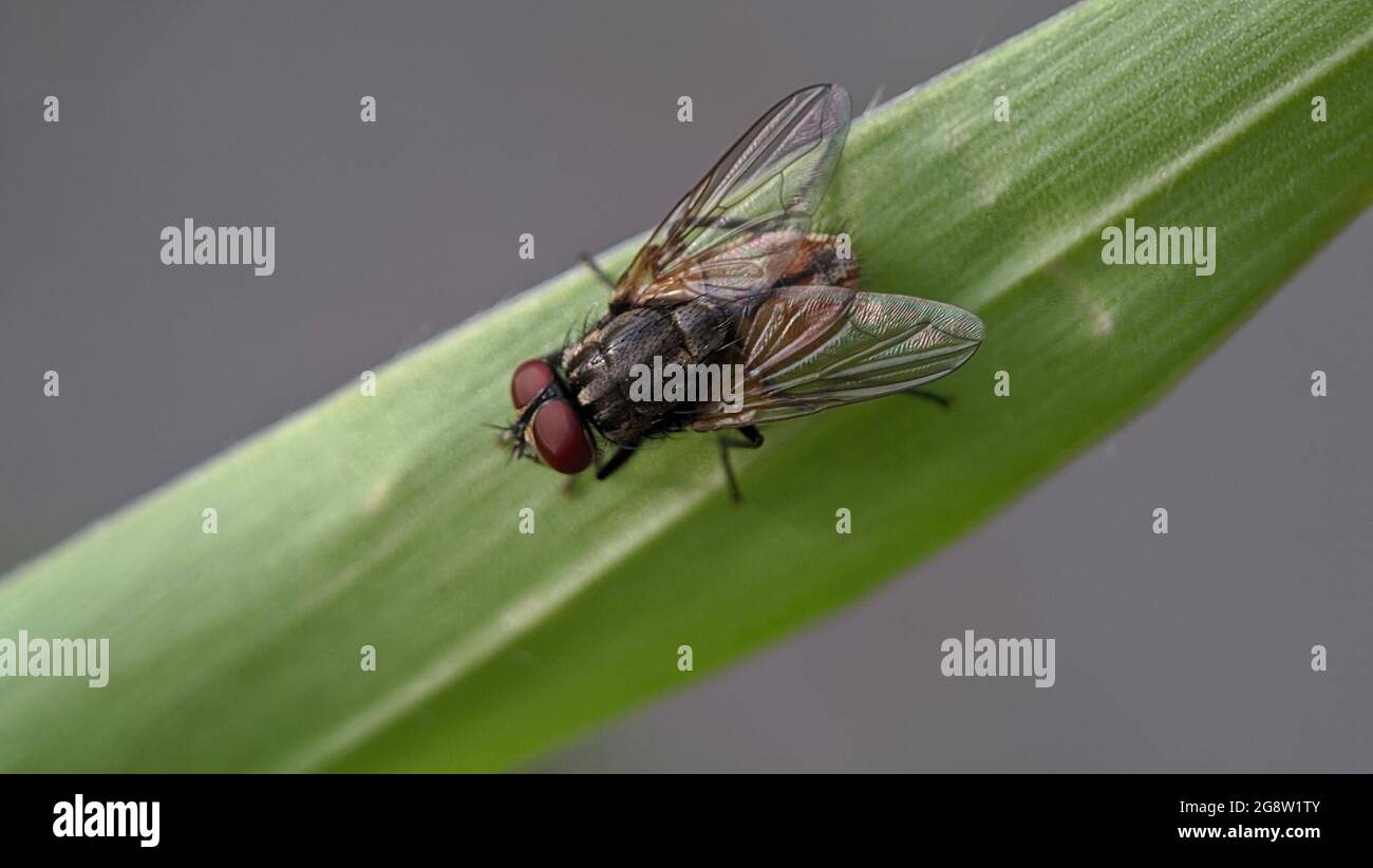 Adult house fly of the species musca domestica Stock Photo - Alamy