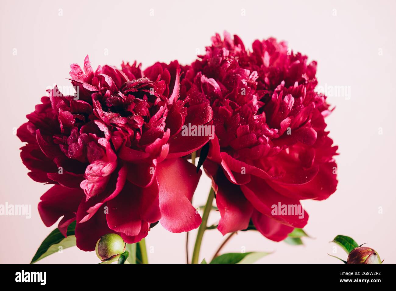 Blooming red burgundy peony flowers close-up on a pastel pink ...
