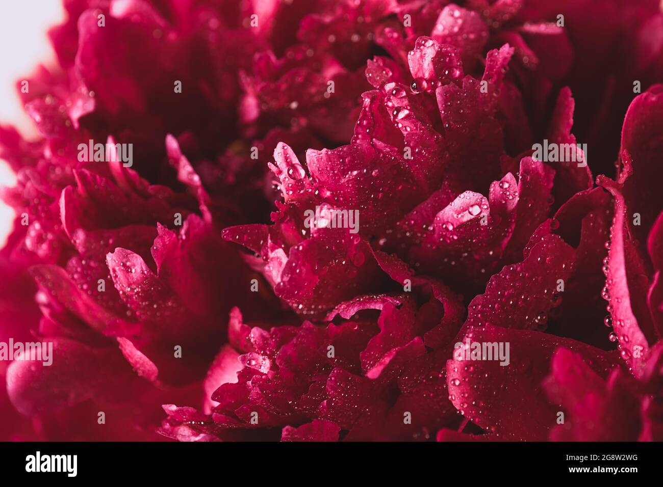Blooming red burgundy peony flowers close-up on a pastel pink ...