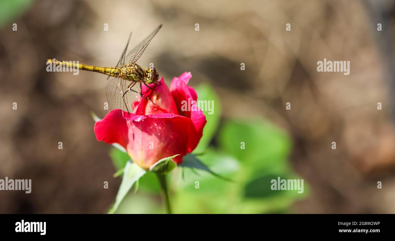 Dragonfly pollinating hi-res stock photography and images - Alamy