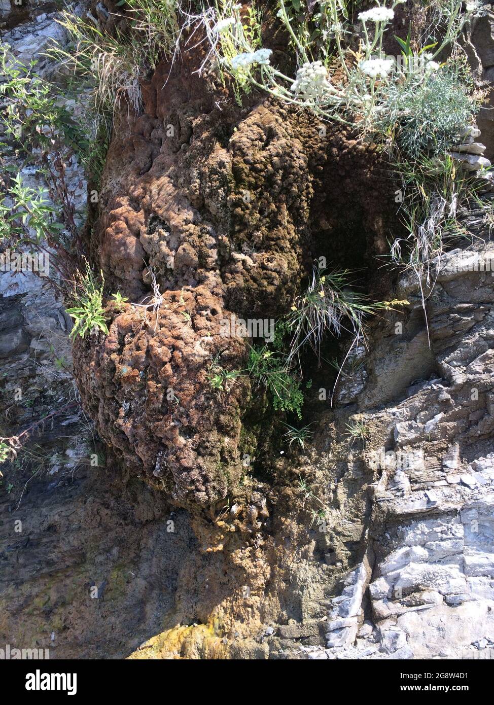 Mold green hi-res stock photography and images - Alamy