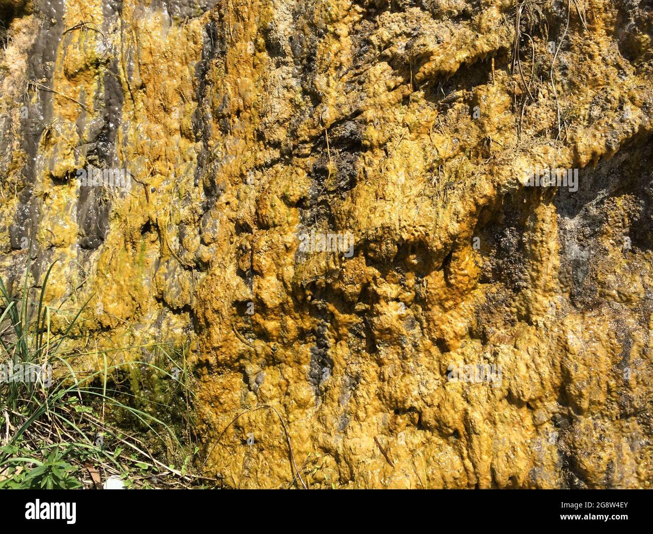 Background with yellow mold on the mountain or rock Stock Photo - Alamy