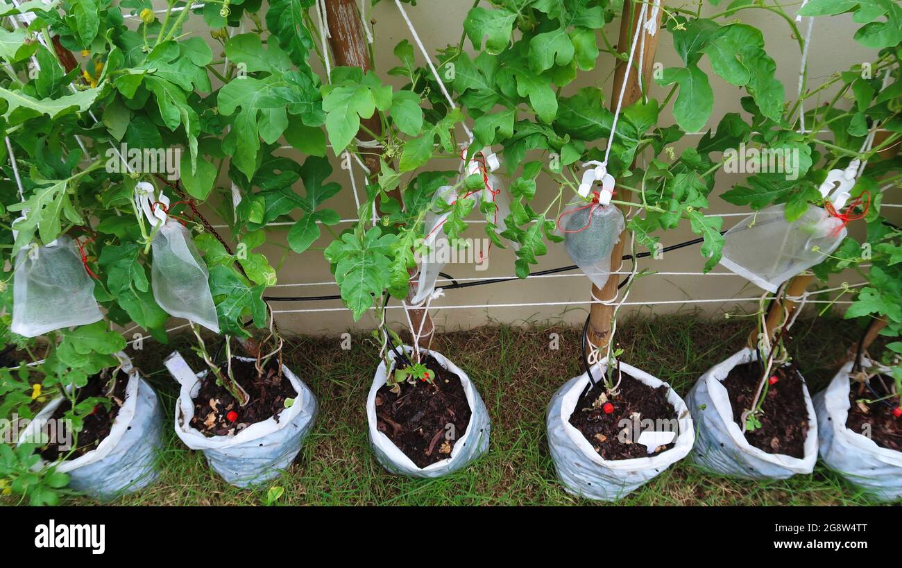 Cultivation of watermelons in the gardens of house along the wall of ...