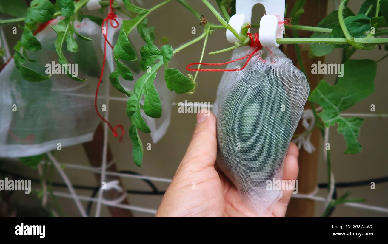 Hand holding small watermelon growing in insect net bags in the garden ...