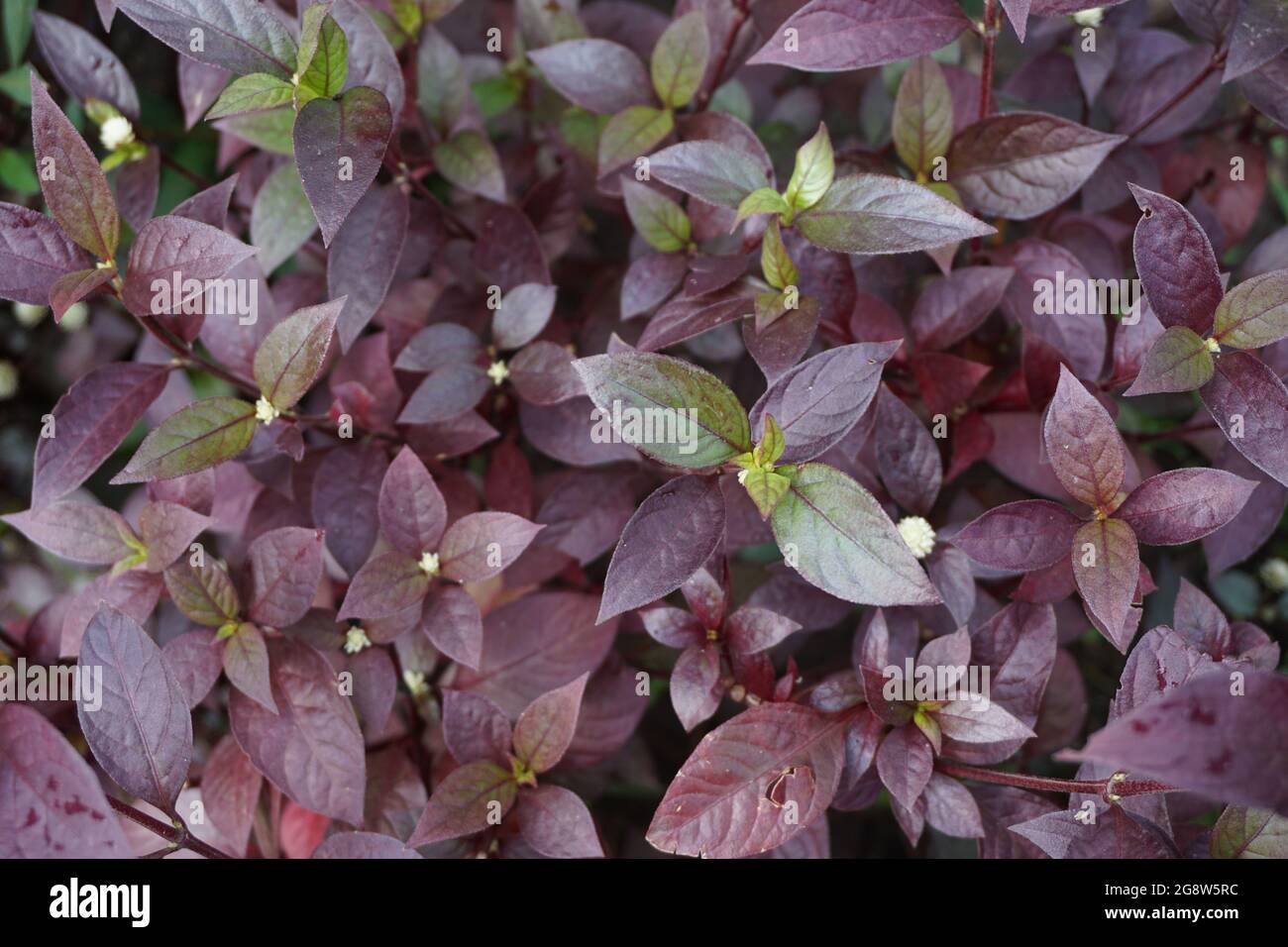 Red Aerva Sanguinolenta flower with a natural background Stock Photo ...