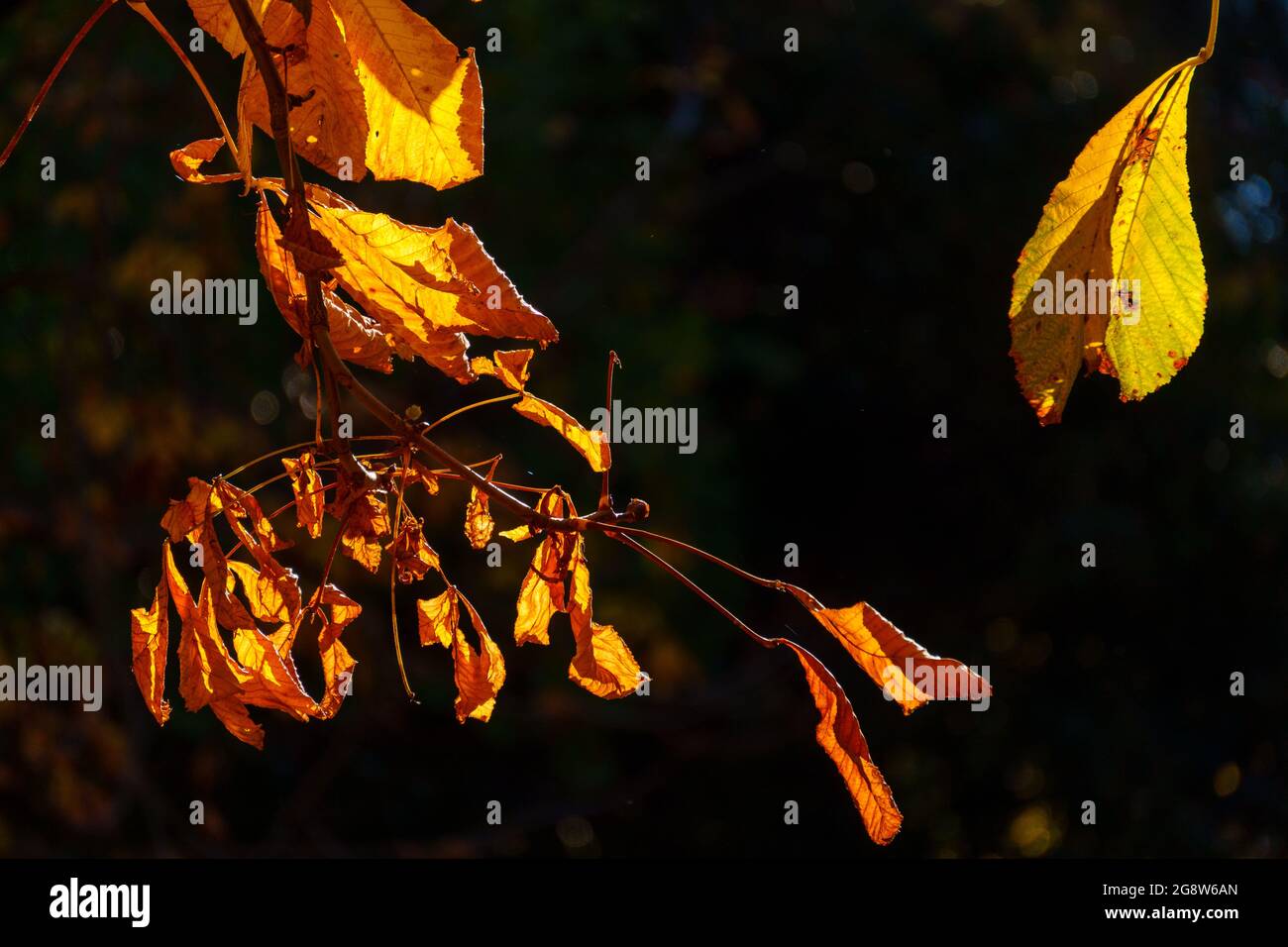 Golden leaf hi-res stock photography and images - Alamy