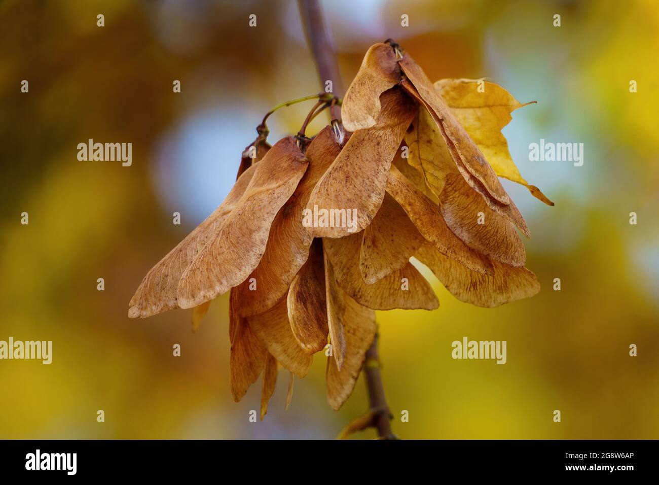 Maple tree seeds fall hi-res stock photography and images - Alamy
