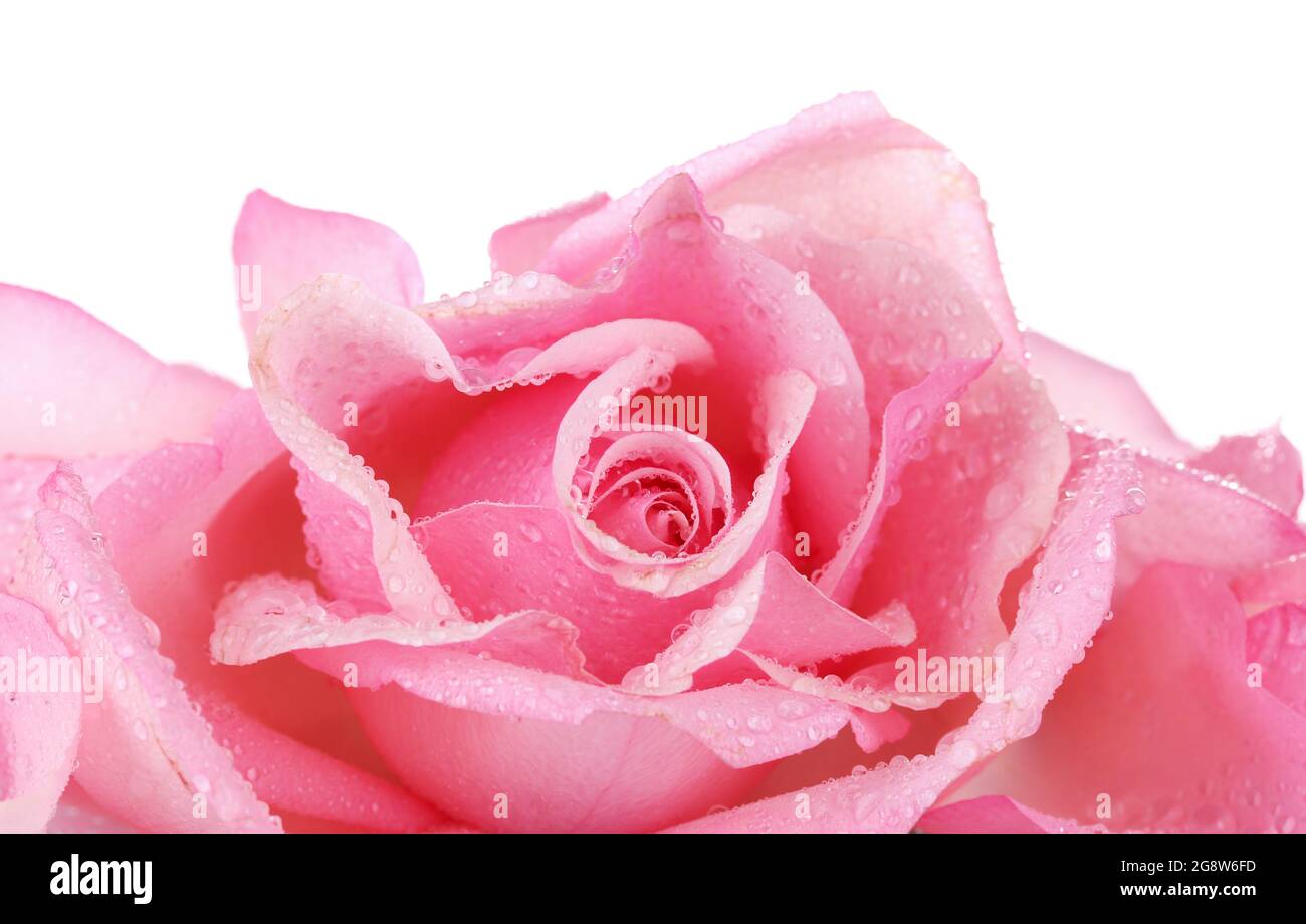 Pink rose isolated on white Stock Photo - Alamy
