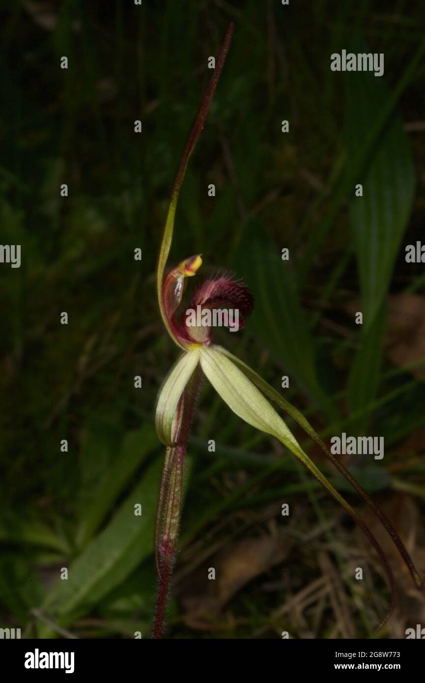 Australian spider orchid flower hi-res stock photography and images - Alamy