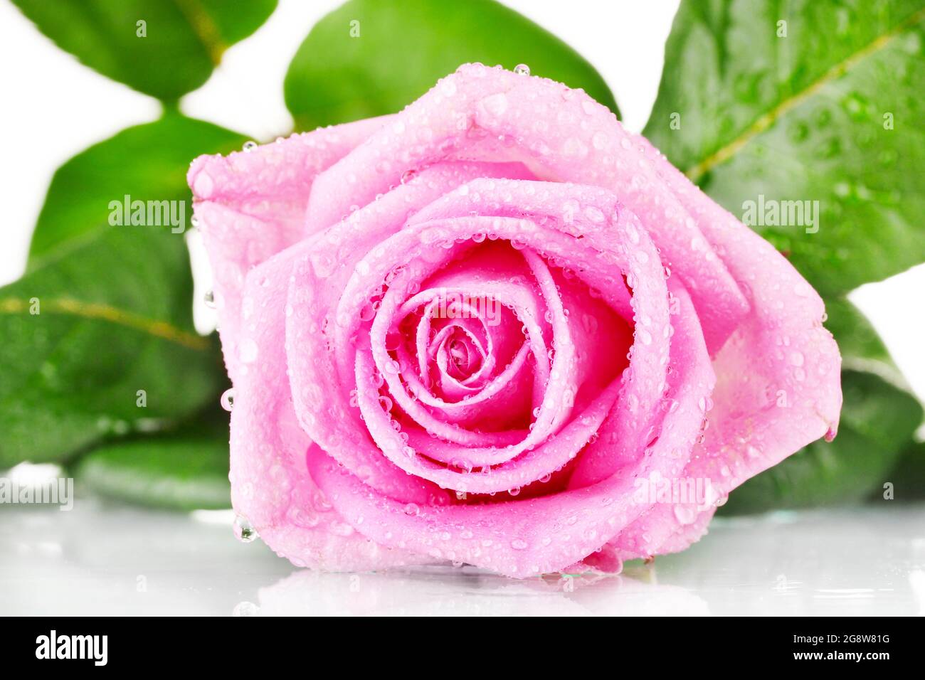 Pink rose isolated on white Stock Photo - Alamy