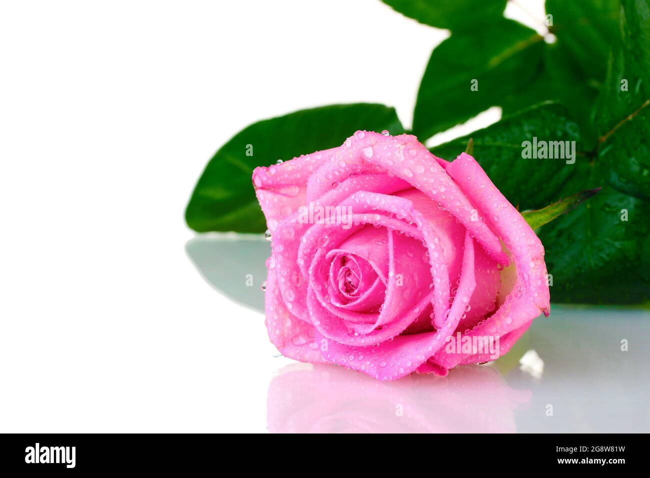 Pink rose isolated on white Stock Photo - Alamy