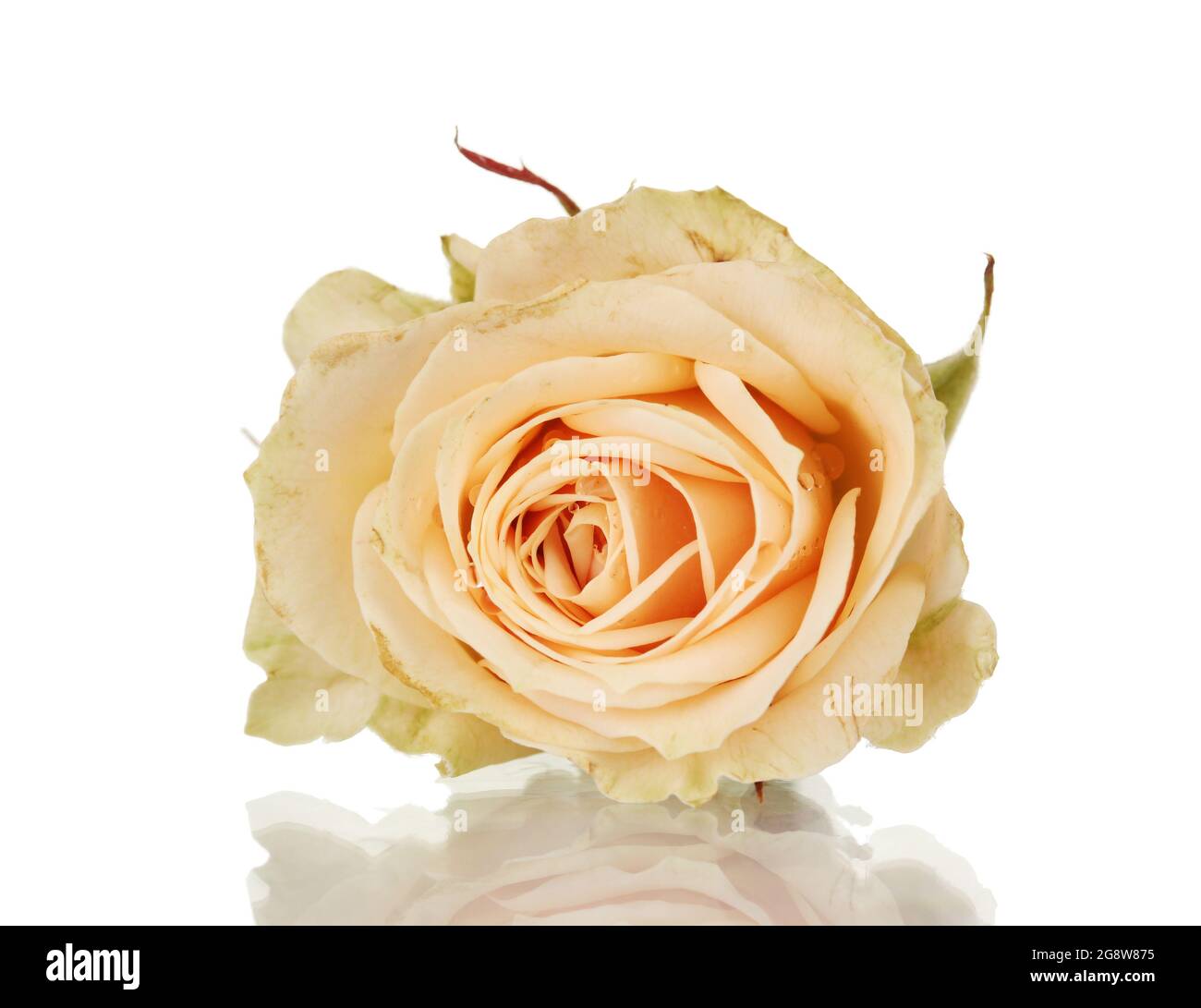 Beautiful rose on white background Stock Photo - Alamy