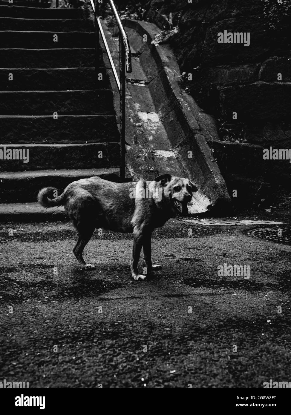 lone dog on the street, urban animal Stock Photo - Alamy