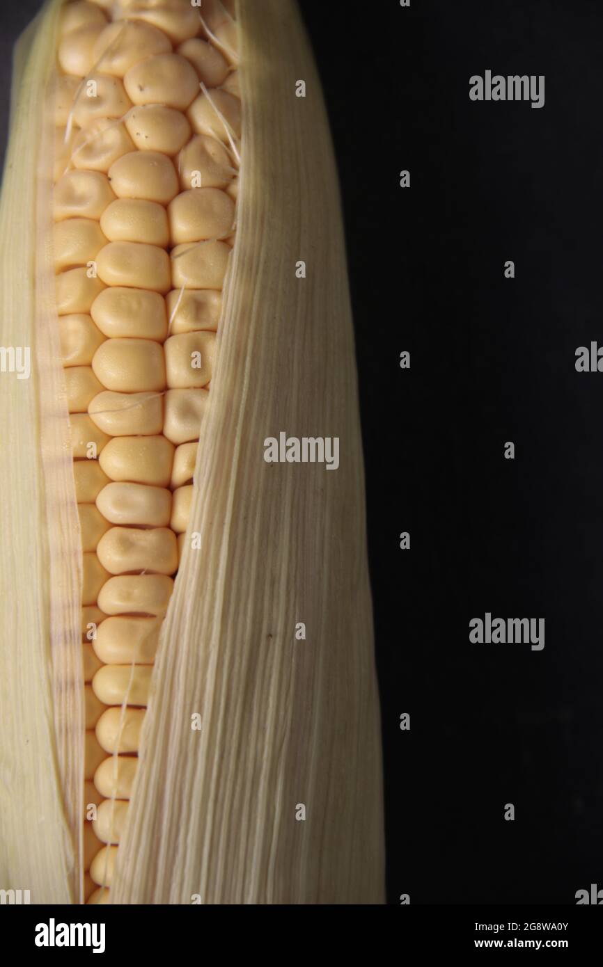 Vertical Raw Corn with Tassel and tuft Unremoved Stock Photo - Alamy