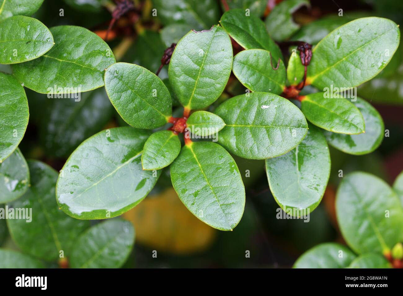 Closeup shot of green rhododendron leaves with dewdrops in a garden ...