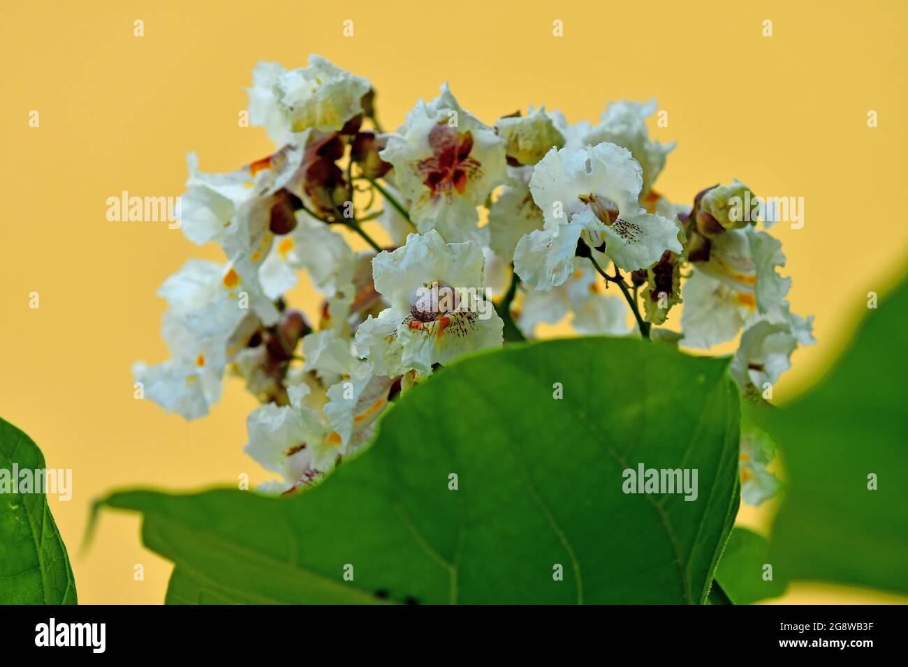 Catalpa with flower, Chinese medicine tree Stock Photo - Alamy