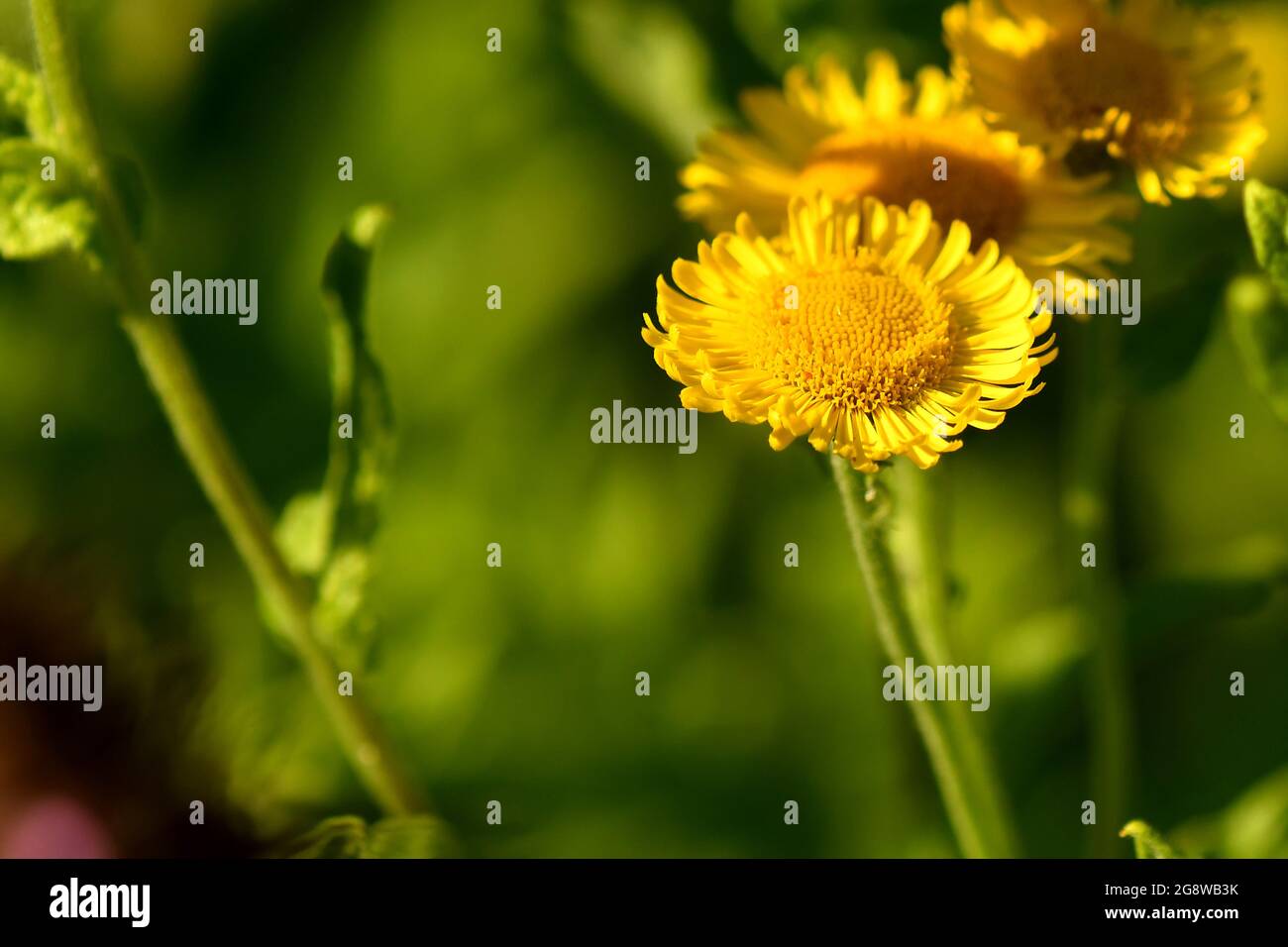 Common fleabane medicinal plant flower hi-res stock photography and ...