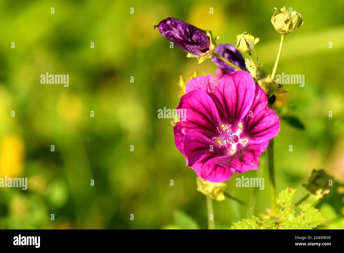 Mallow medicinal plant hi-res stock photography and images - Alamy