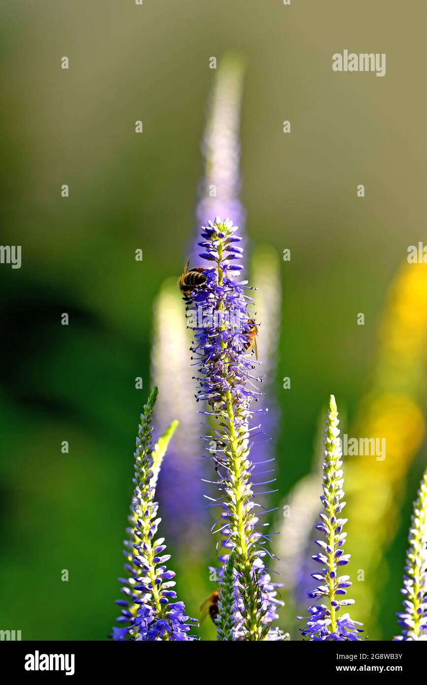Verocica hi-res stock photography and images - Alamy