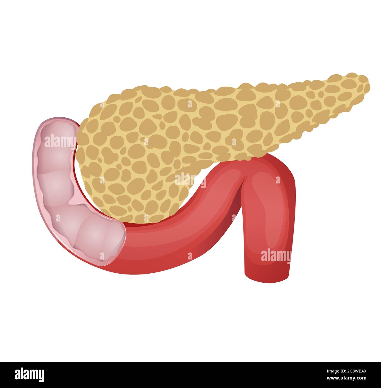 Pancreas Icon stock illustration as EPS 10 File Stock Vector Image ...