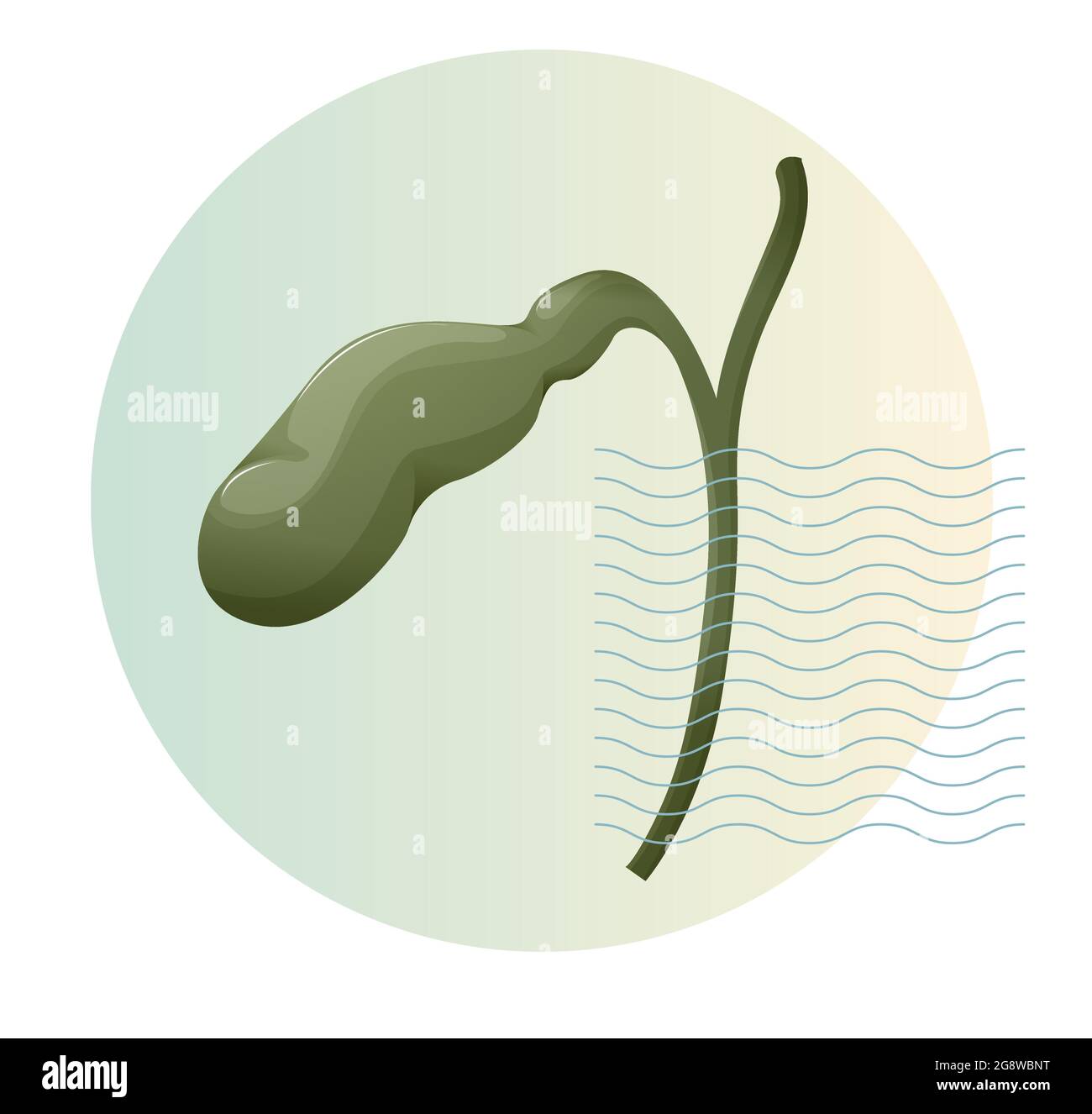 Bladder cells cells hi-res stock photography and images - Alamy