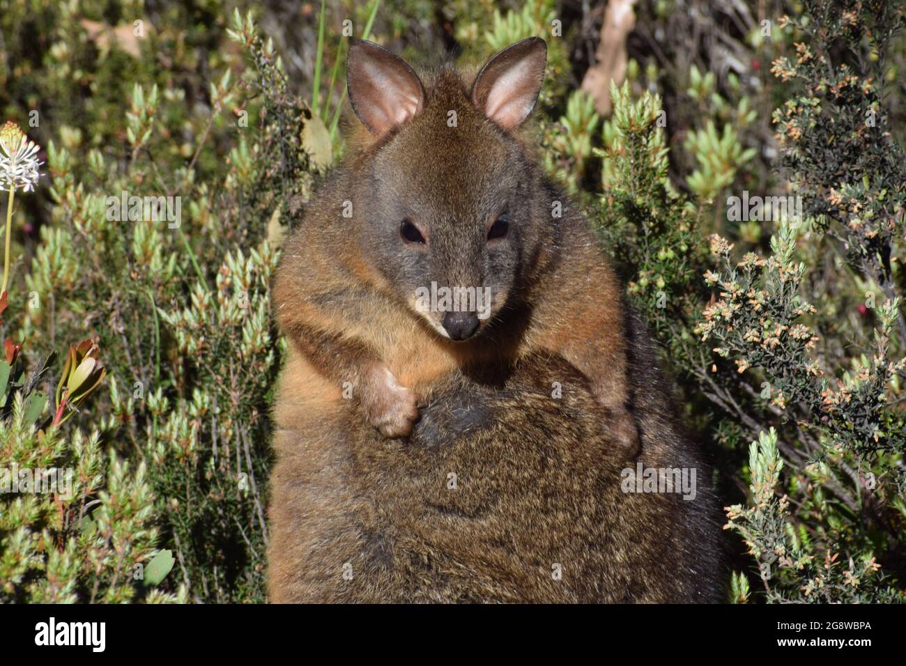 Is Kangaroo Poop Bad For Dogs