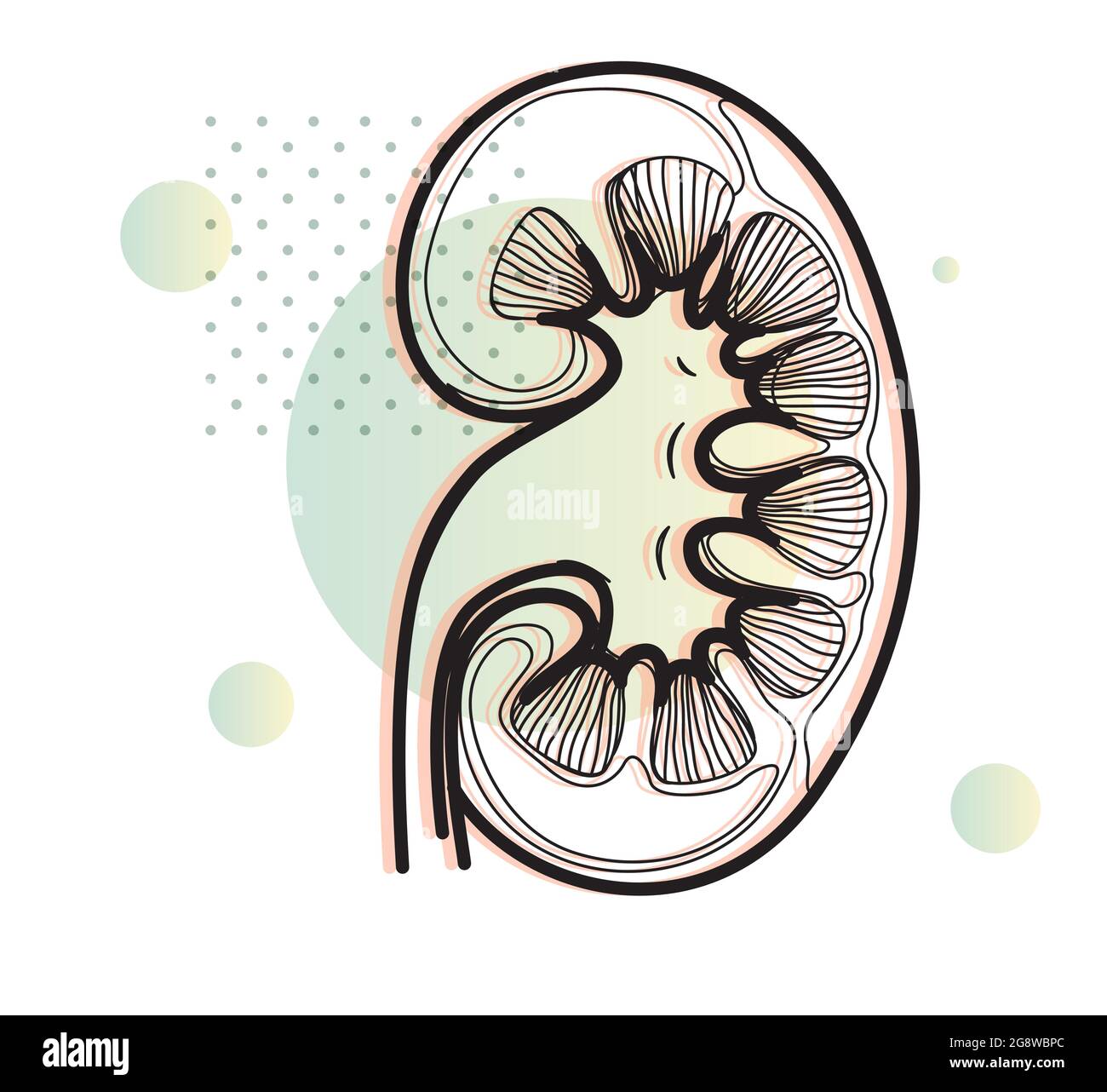 Affect on Kidney due to Covid-19 - Icon as EPS 10 File Stock Vector ...