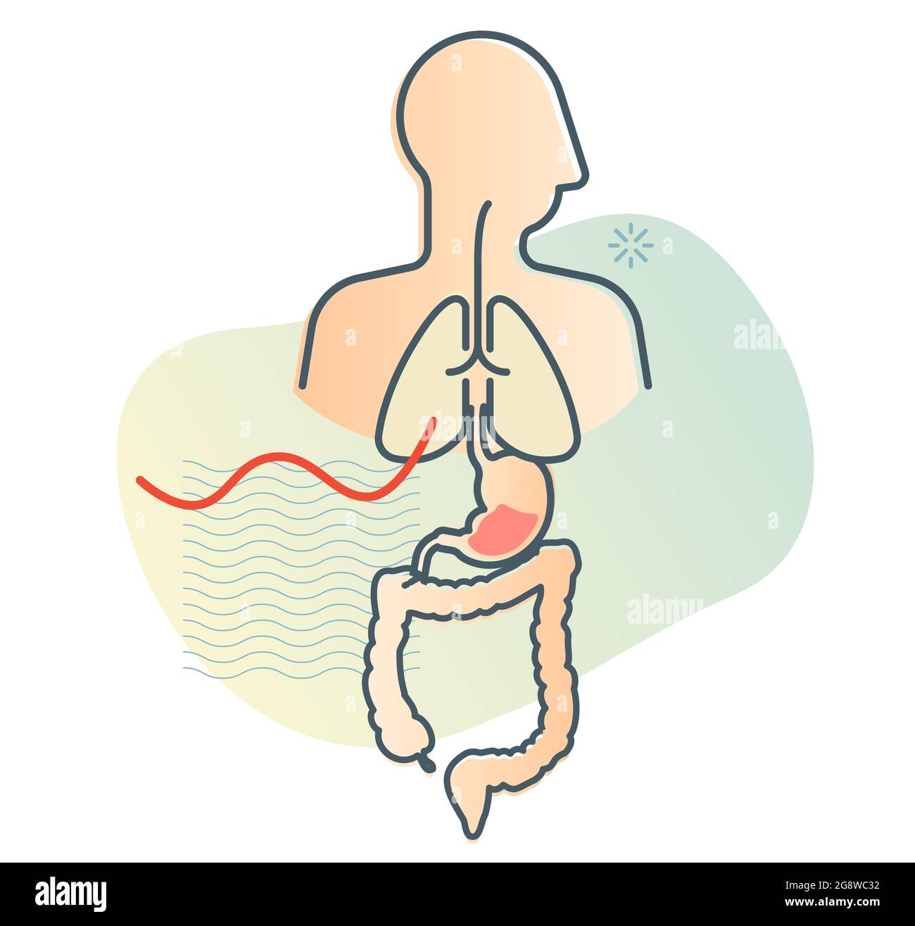 Human Body - Lungs Stomach and Intestine - Stock Illustration as EPS 10 ...
