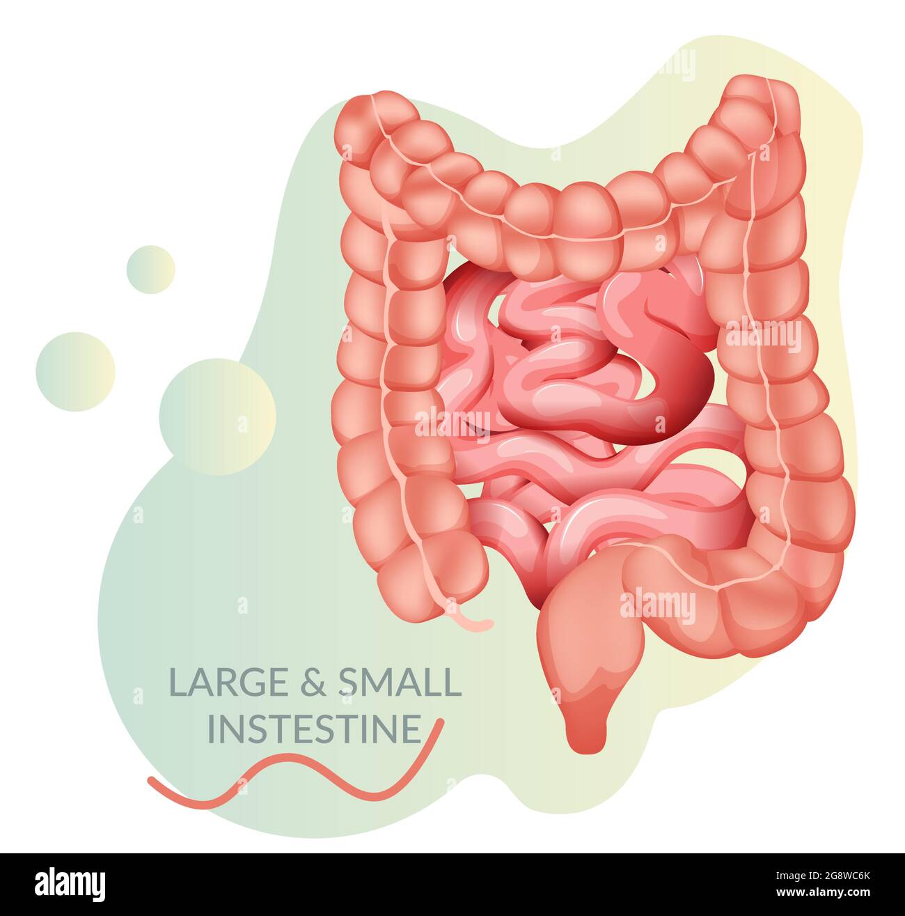 Large Intestine - Stock Illustration Stock Vector Image & Art - Alamy