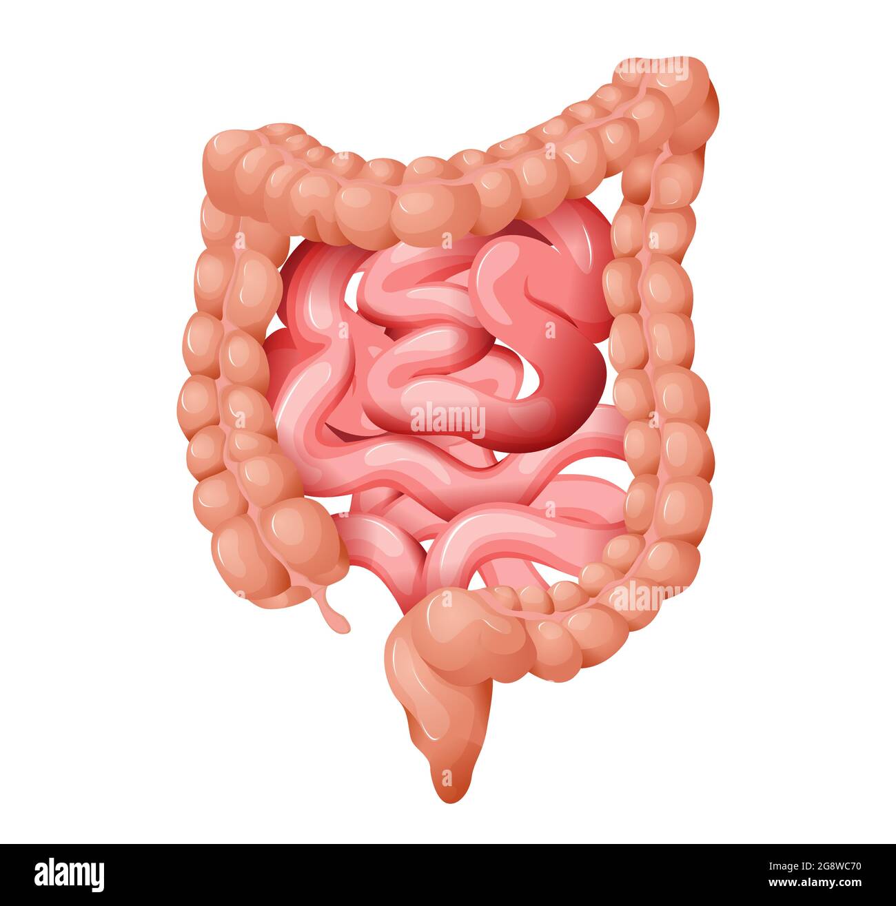 Large Intestine - Stock Illustration Stock Vector Image & Art - Alamy