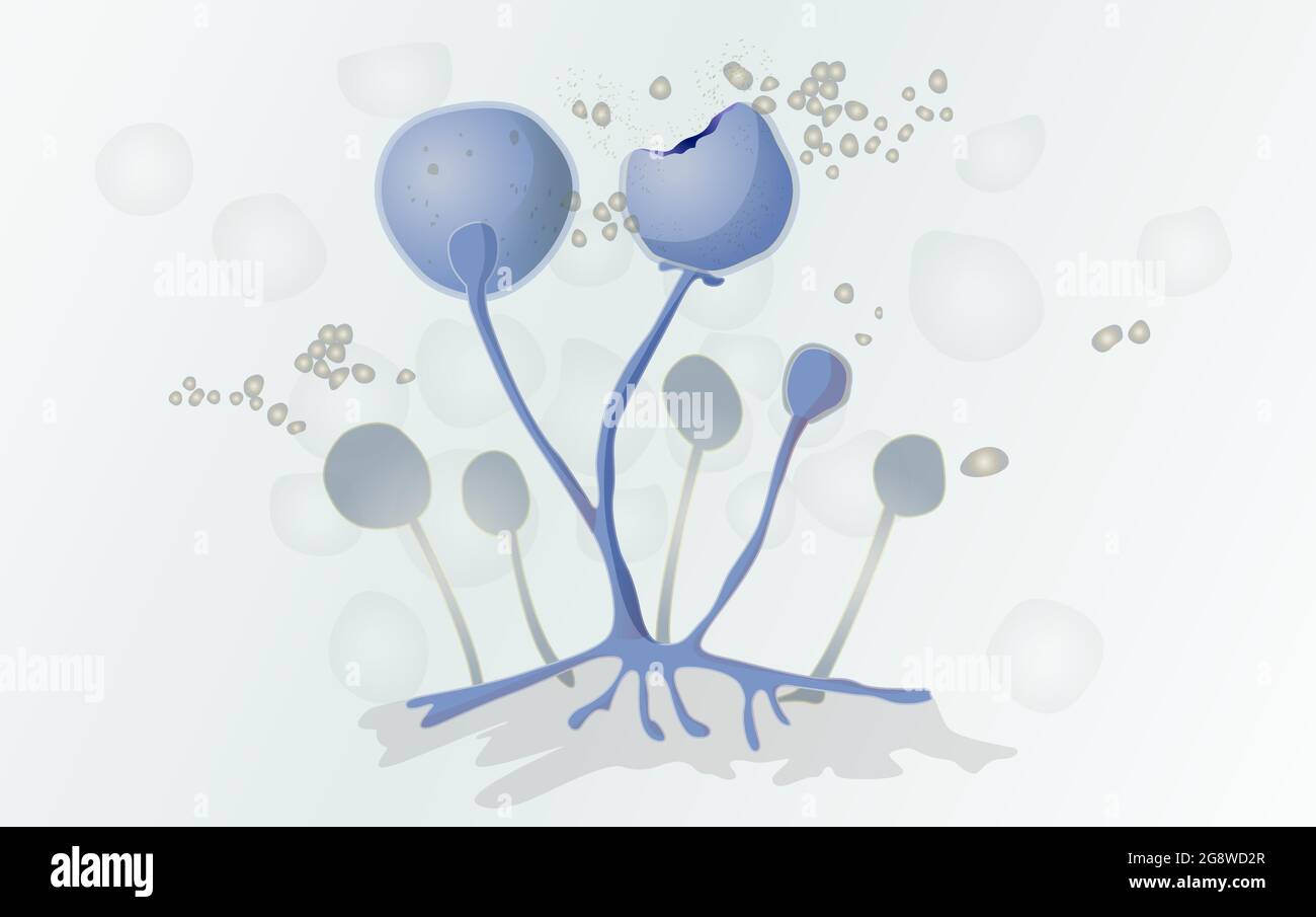 Mucor Fungus Spores - Illustration as EPS 10 File Stock Vector Image ...