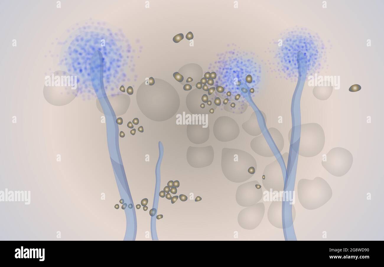 Mucor fungus hi-res stock photography and images - Alamy