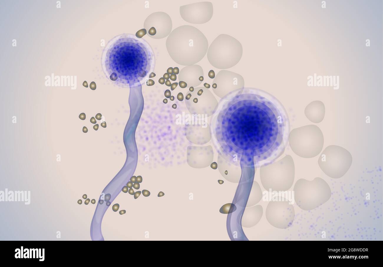 Mucor fungus hi-res stock photography and images - Alamy