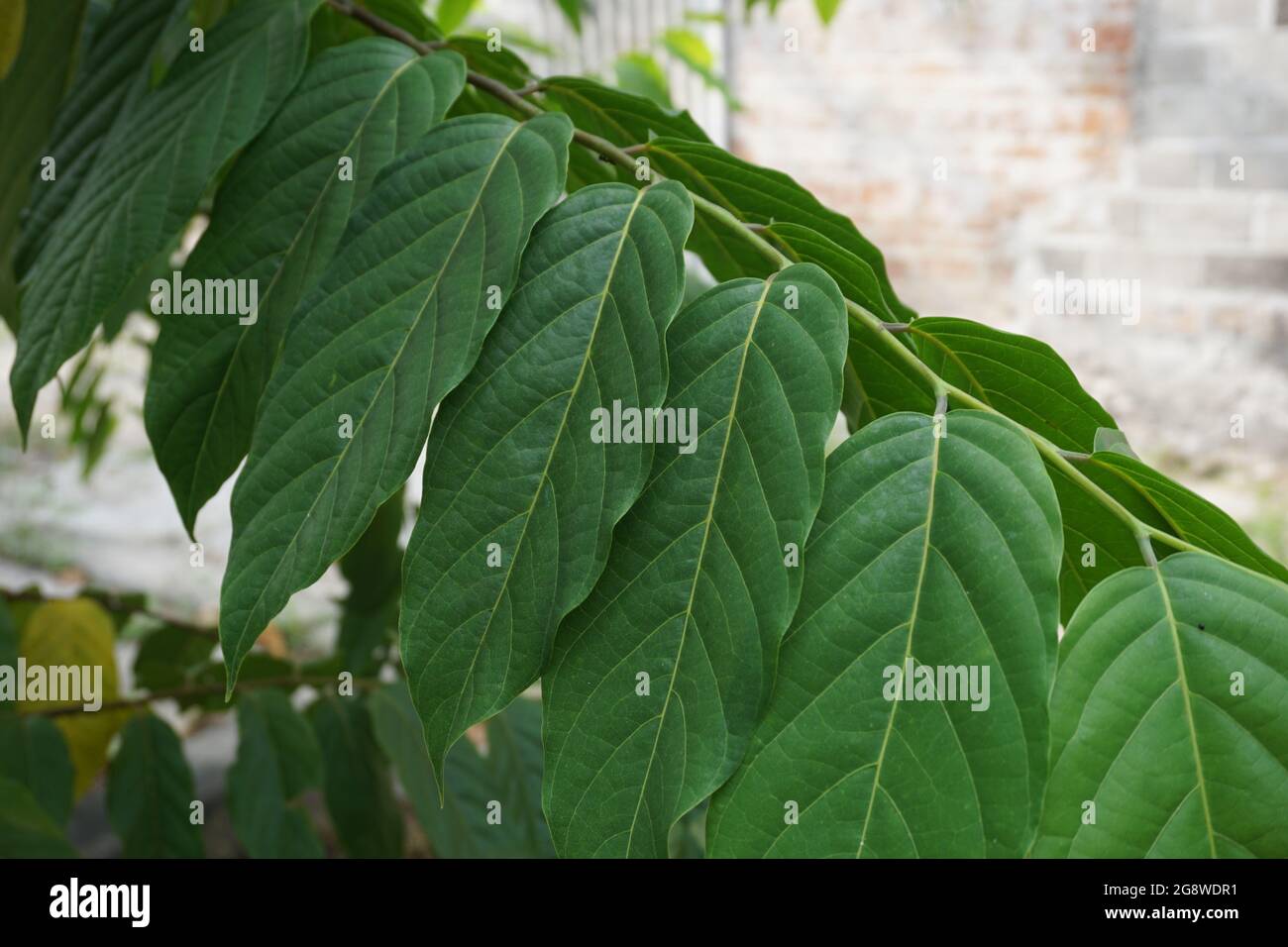 Cananga odorata leaves with a natural background. Indonesian call it ...