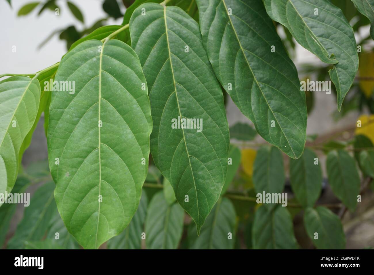 Cananga odorata leaves with a natural background. Indonesian call it ...