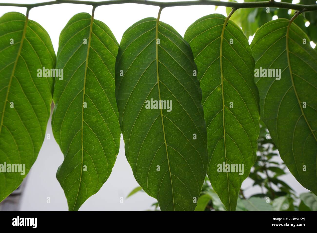 Cananga odorata leaves with a natural background. Indonesian call it ...