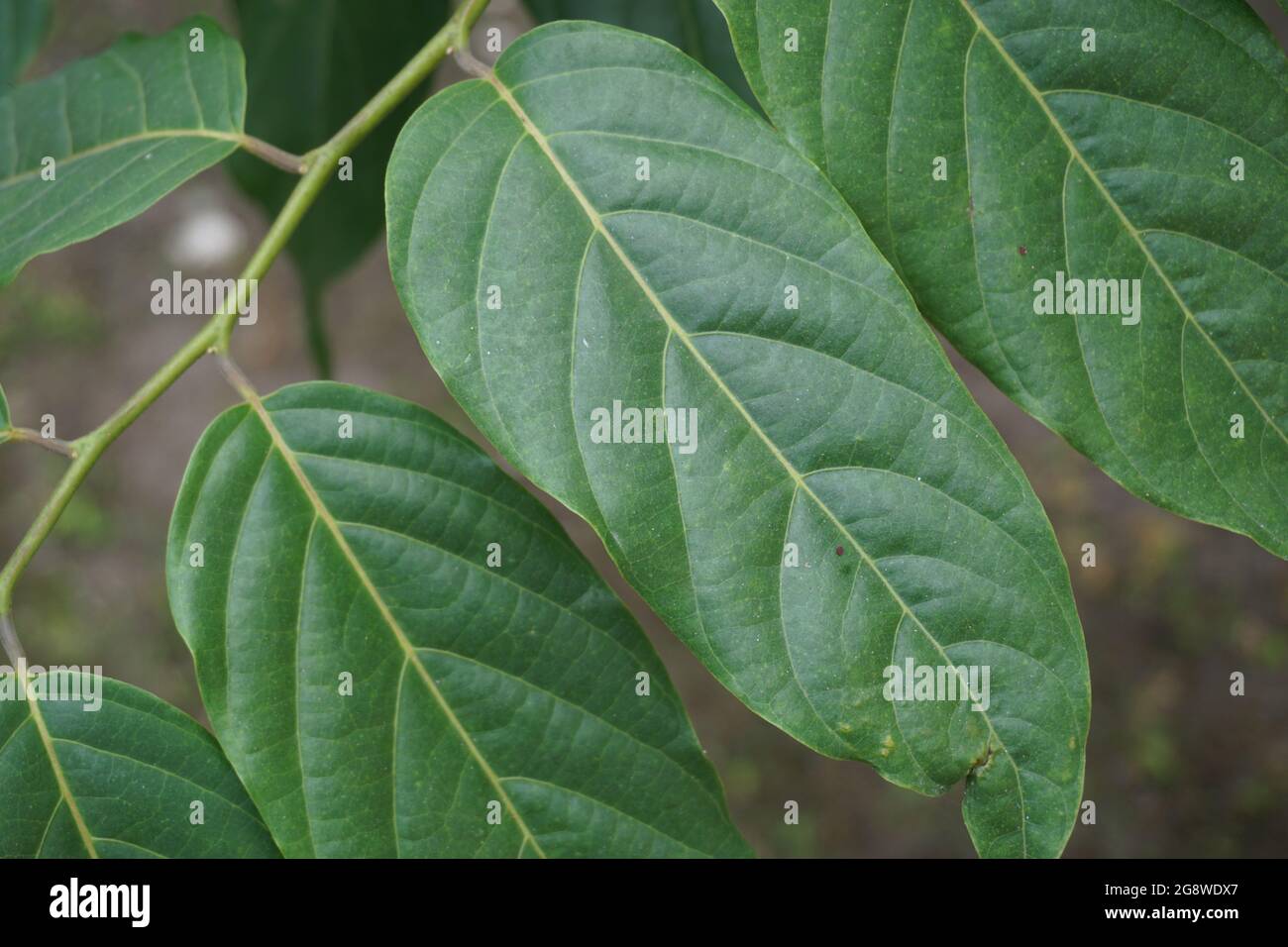 Cananga odorata leaves with a natural background. Indonesian call it ...