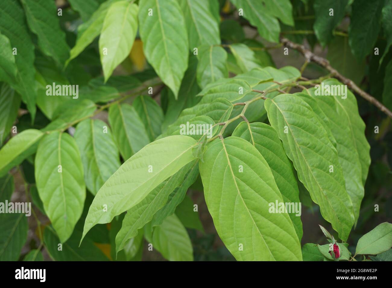 Cananga odorata leaves with a natural background. Indonesian call it ...