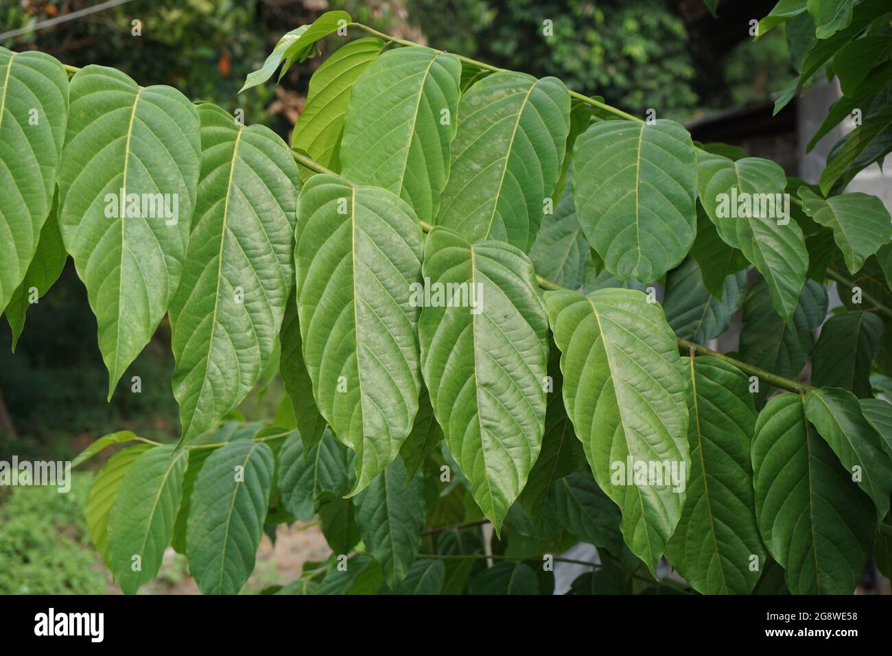 Cananga odorata leaves with a natural background. Indonesian call it ...