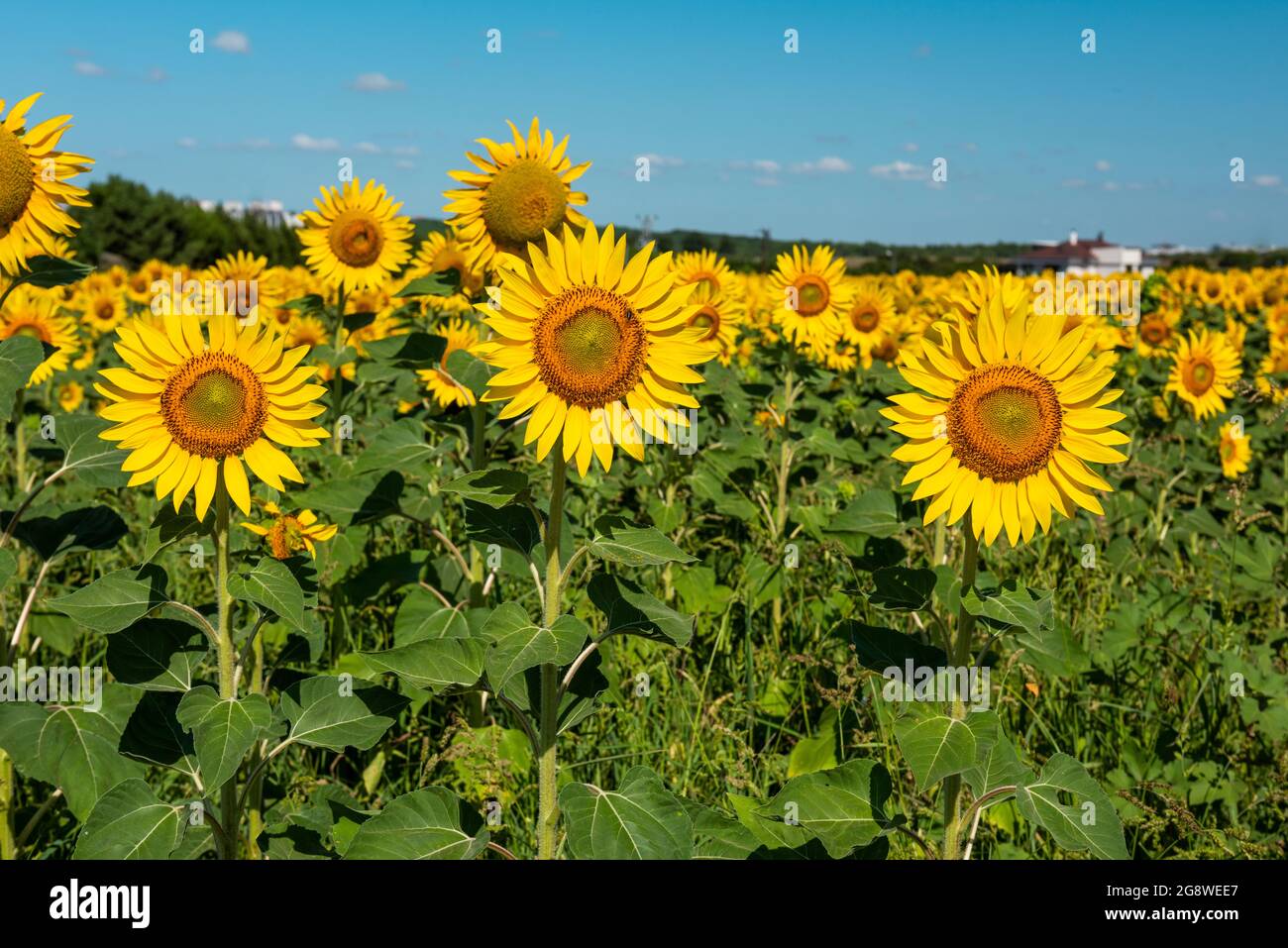 Sunflower landscape photography hi-res stock photography and images - Alamy